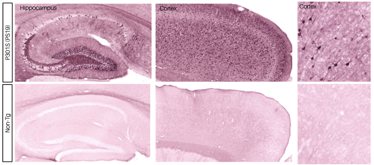 Alzheimer's Disease Mouse Models - InnoSer