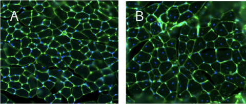 MDX Mouse Model Validation Data - InnoSer - Neurology CRO