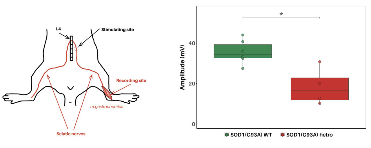 SOD1-G93A Transgenic ALS Mouse Model - Neurology CRO - InnoSer
